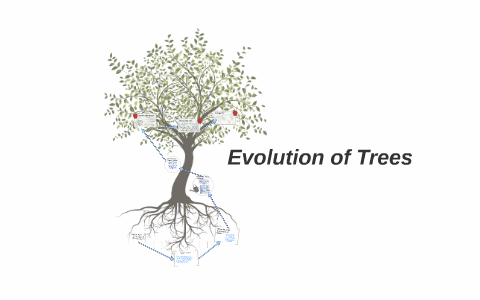 Evolution of Trees by Samantha Youngquist on Prezi