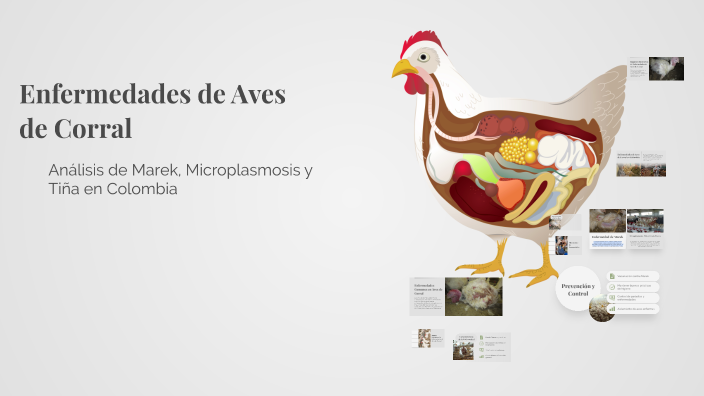 Enfermedades de Aves de Corral by ISABELLA LOPEZ on Prezi