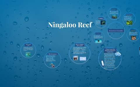 Ningaloo Reef by Makayla Strohfeld on Prezi