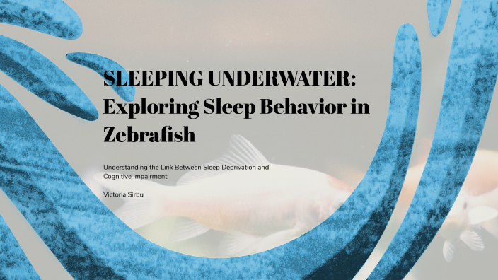 Sleeping Underwater: Exploring Sleep in Zebrafish by Victoria Sirbu on ...