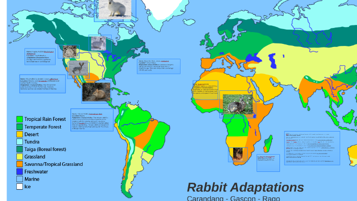 Rabbit Adaptations by Carla Rago on Prezi