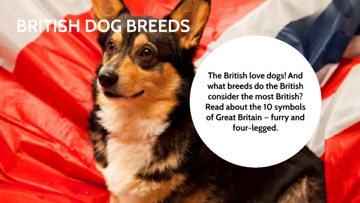 British Dog Breeds by Алина Бузюргина on Prezi