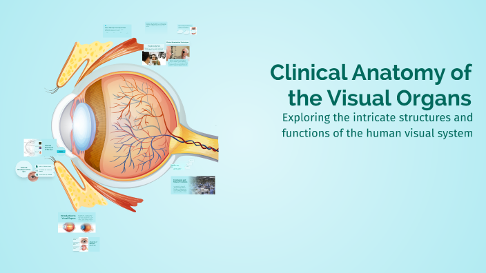 Clinical Anatomy of the Visual Organs by Ali Ahmed on Prezi