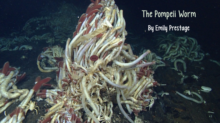Pompeii Worm by Emily Prestage on Prezi
