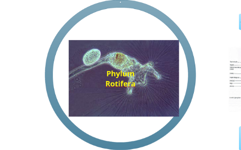 Rotifers by Erik Kellner on Prezi