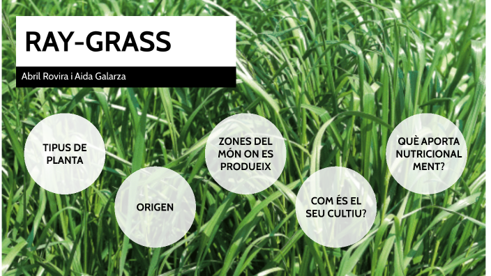 Ray-Grass by Aida Galarza on Prezi