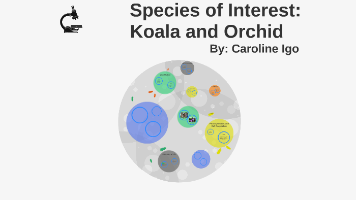 Koala and Orchid by Caroline Igo