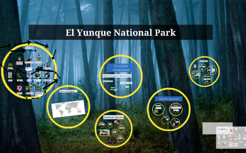 El Yunque national park by Jackson Warmack on Prezi