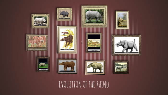 Evolution of the Rhino by Marlo Towle on Prezi
