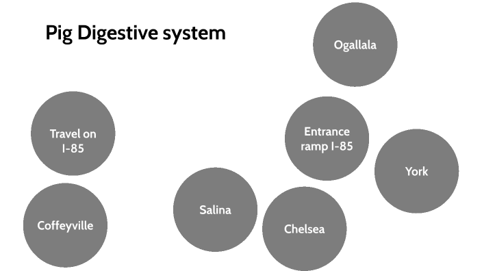 Digestive System of a pig by Jaden Conley on Prezi