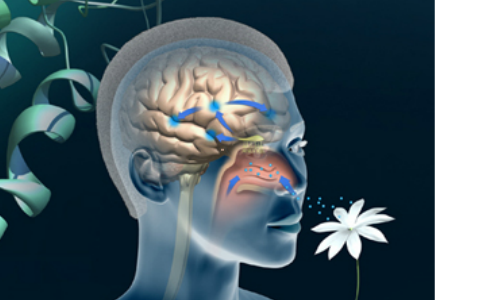 The Effects of Smell on Communication by Andrew Kitzrow