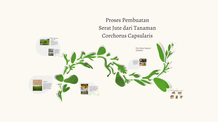 Setelah proses perendaman selesai, batang tanaman dipukul atau digesek ...