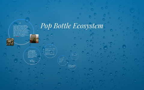 Pop Bottle Ecosystem by Chaya Oliver on Prezi
