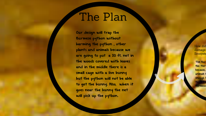 Burmese Python by Alyssa Sanchez on Prezi