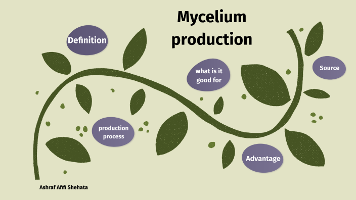 Mycelium Product by Ashraf Afifi on Prezi