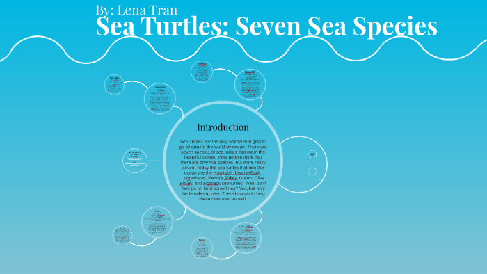 Sea Turtles: Seven Sea Species by Lena Tran on Prezi