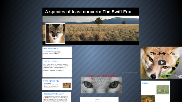 A Threatened Species: The Swift Fox by Quenya Moultrie on Prezi