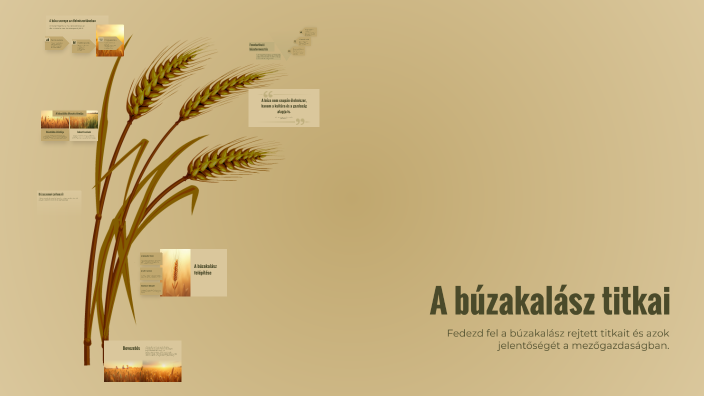 A búzakalász titkai by Ádám Fülöp on Prezi