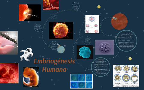 Embriogénesis Humana by Mishell Oña