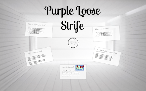 Purple Loose Strife by Olivia Rasa on Prezi