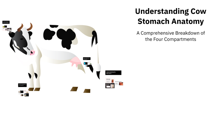 Understanding Cow Stomach Anatomy by Aubrey Hudson on Prezi