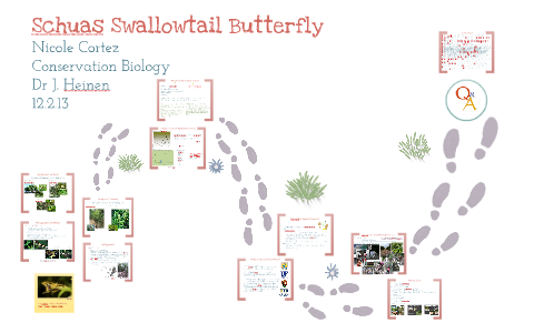 Schaus Swallowtail Butterfly Habitat Enhancement Project by nicole cortez on Prezi