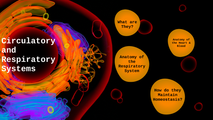 Body Systems Project - Respiratory and Circulatory Systems by Dhruv ...