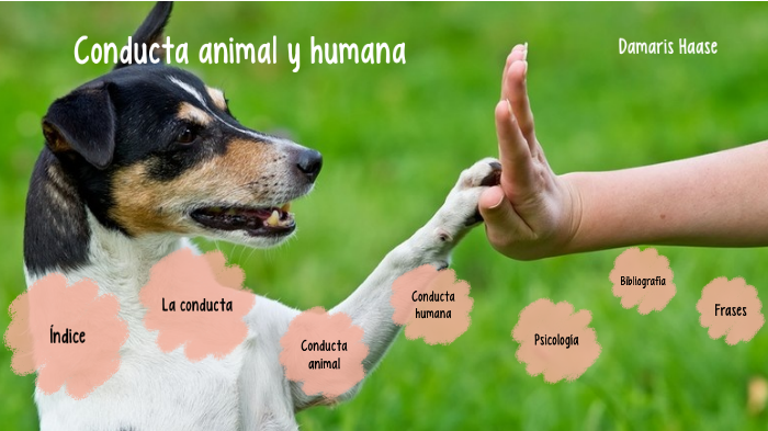 Conducta animal y humana by Tamara Besen on Prezi