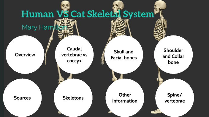 cat vs human skeletal system by Mary Hamilton on Prezi