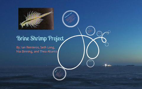Brine Shrimp Project by Thea Noreen Abanto on Prezi