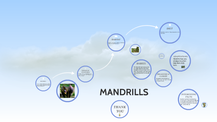 MANDRILLS by Joshua George on Prezi