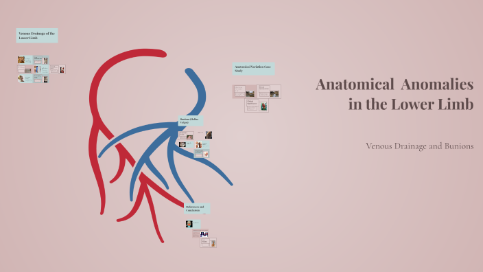 Anatomical Naomi Anomalies in the Lower Limb by on Prezi