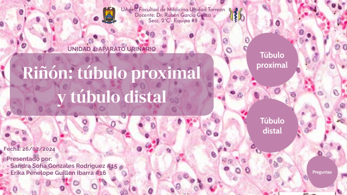 Túbulo proximal y distal by Erika Guillen on Prezi