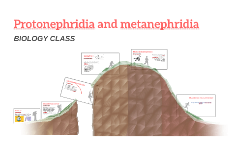 Protonefridios and metanephridia by Santiago Fernandez Becerra on Prezi