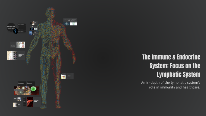 The Immune & Endocrine System: Focus on the Lymphatic System by Sophia ...
