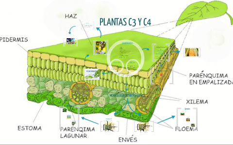 PLANTAS C3 Y C4 by Ivonne Cardona on Prezi