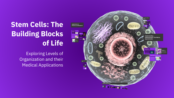 Stem Cells: The Building Blocks of Life by Jameer Lewis [STUDENT] on Prezi