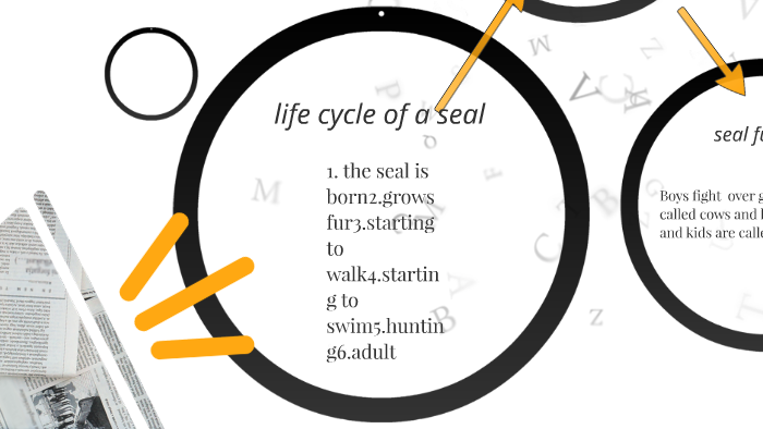 life cycle of a seal by joanna Mendenhall on Prezi