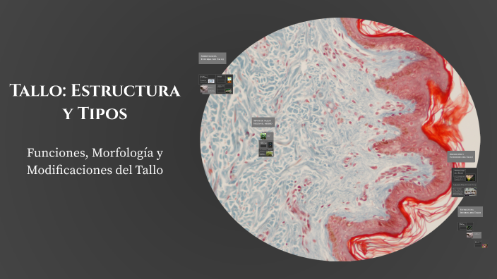 Tallo: Estructura y Tipos by Mark Antony Zarate Sánchez on Prezi
