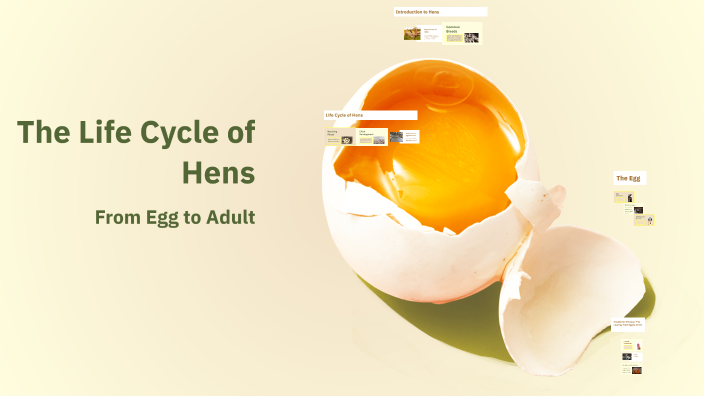 The Life Cycle of Hens by Eram Eram on Prezi