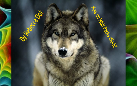 How do Wolf Packs Work? by Rebecca Oet on Prezi