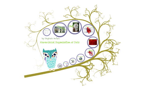Hierarchy of Organization: Owl by Stephanie Arellano on Prezi