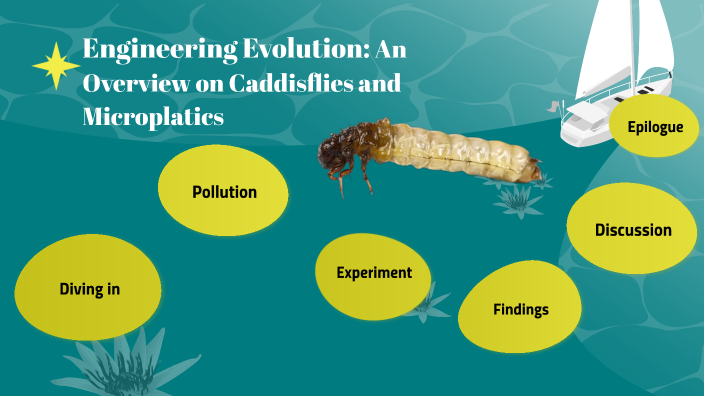 Engineering Evolution: An Overview on Caddisflies and Microplatics by ...