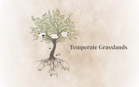 Temperate Grasslands by Aimee Trombley