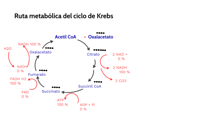 Ruta metabólica del ciclo de Krebs by Laura Prieto on Prezi