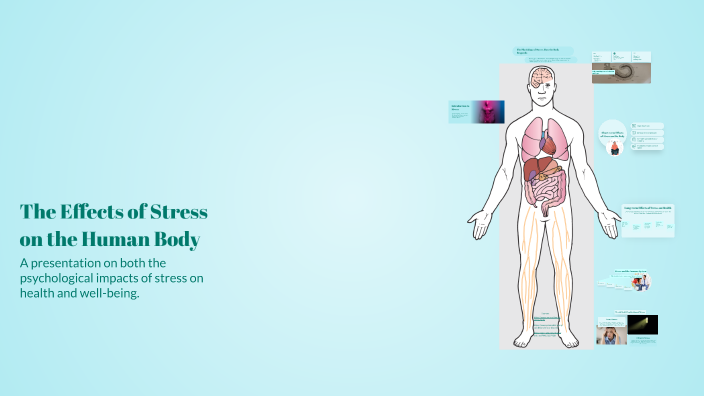 The Effects of Stress on the Human Body by Taylor Larouere on Prezi