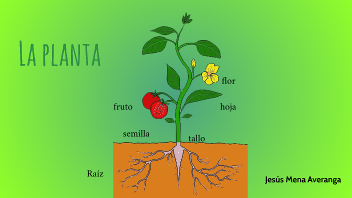 La planta by Jesus Mena on Prezi