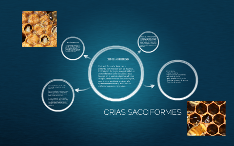 CRIA SACCIFORME by Manuela Garcia Sanchez on Prezi