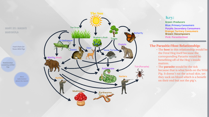 Task 1 The Plague Of Pigs Food Chain And Web By Mahati Madugula On Prezi