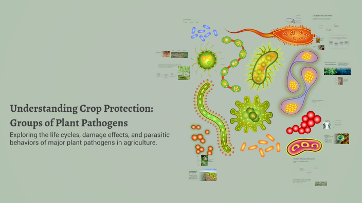 Understanding Crop Protection: Groups of Plant Pathogens by Dominic ...
